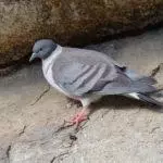 Rocky Dove: Oorsprong en beschrijving van wilde soorten, dieet en type status 180_8