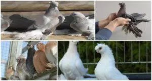 Beskriuwing en skaaimerken fan duiven fan Oezbeeks ras, fokkerij en soarch