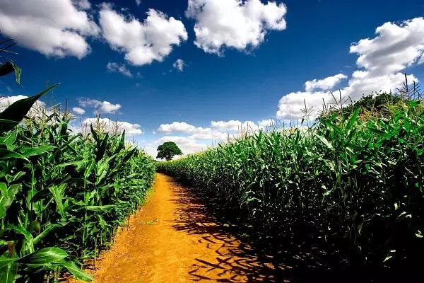 Corn Field.