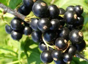 Characteristics and description of the currant varieties of the Bagiir, landing and care