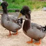 Црна и бела патка са хокхолком: имена и описи пасмина, њихово узгој 1830_10