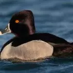 Црна и бела патка со hokolkom: имиња и описи на раси, нивно размножување 1830_12