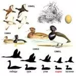 ברווז שחור ולבן עם Hokholkom: שמות ותיאורים של גזעים, הרבייה שלהם 1830_15