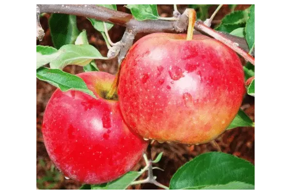 Apfelbaumerkennung.