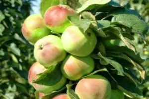 Опис сорти яблуні колоновидною Приокское і її врожайність, достоїнства і недоліки