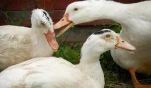 Why ducks peck each other to blood and pinch and what to do with cannibalism