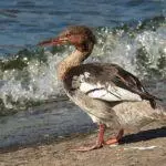 Duck ar prostitūta un asu knābis: Crochali apraksts, savvaļas putnu biotops 1848_3