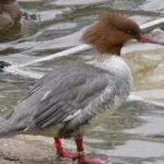 Duck ar prostitūta un asu knābis: Crochali apraksts, savvaļas putnu biotops 1848_5
