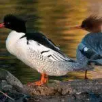 Bebek dengan pelacur dan paruh tajam: deskripsi crochali, habitat burung liar 1848_8