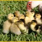 Ducklings në kënaqësi: veprime të mëtejshme pas vizimit dhe nëse do të marrë 1853_4