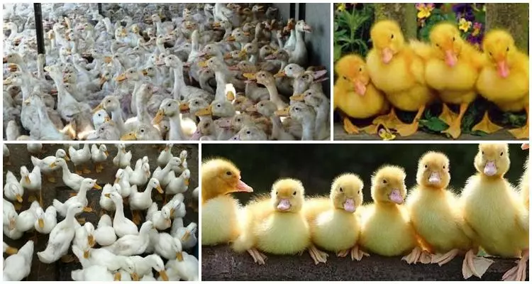 Little Ducklings.