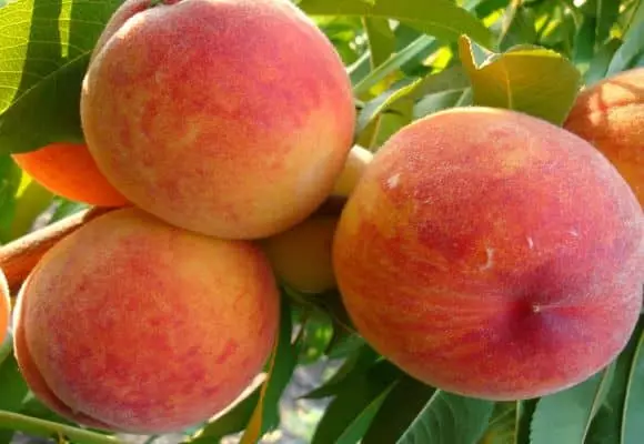 Peach Jamint.