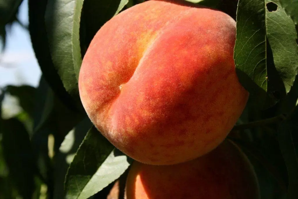 Peach Inca.
