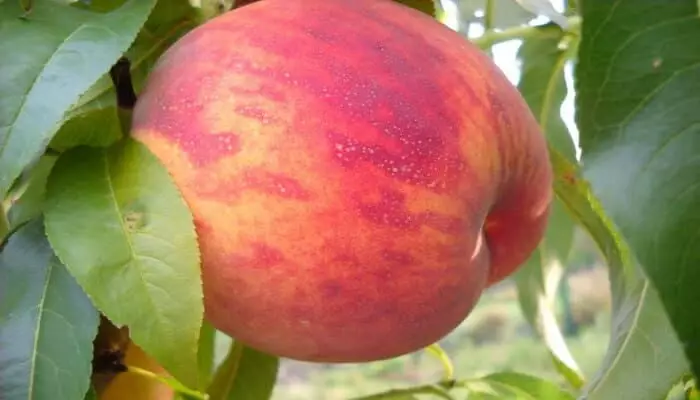 Jinis Peaches