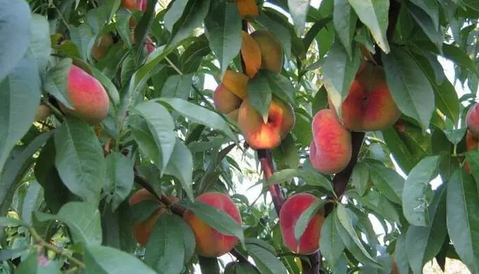 סוגי אפרסקים