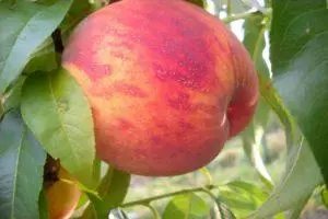 Description and characteristics of a peach variety Ambassador of the world, landing and care