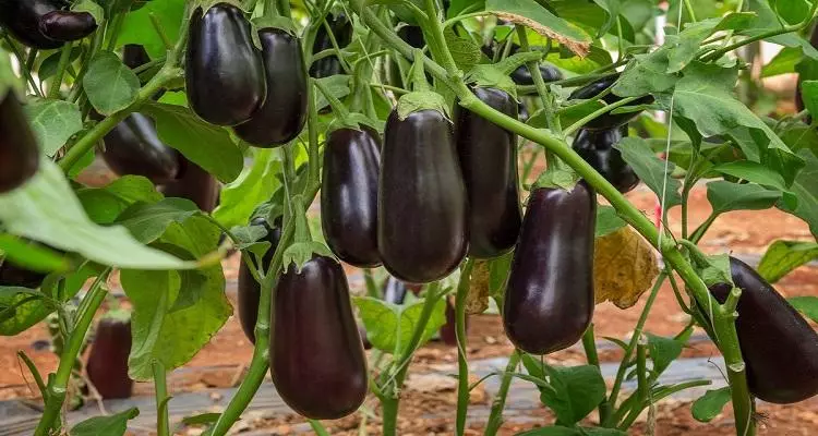 Eggplant kuibva