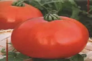 Pomidorning yuqori sumkasining tavsifi va uning xususiyatlari