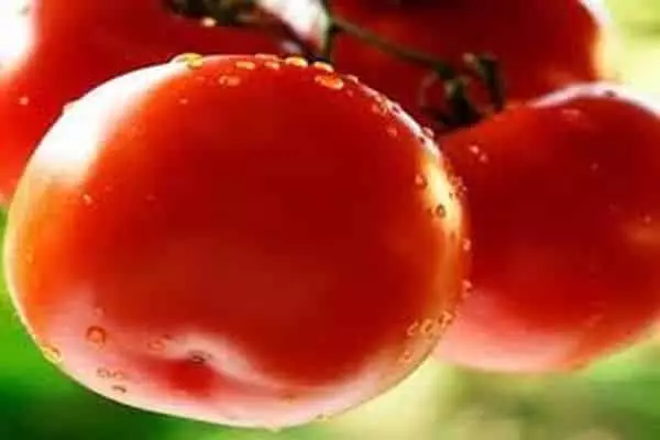 Pomidorni sug'orish.