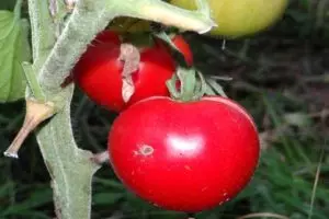 番茄雪花莲的特征和描述，其产量