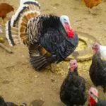 Kuki turkeys barya ibiryo bibi: impamvu nicyo ugomba gukora, ibibazo birinda 189_7
