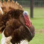Kungani ama-turkeys adla ukudla okubi: izizathu nokuthi yini okufanele uyenze, izinkinga zokuvimbela 189_8