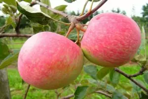 คำอธิบายและลักษณะของความหลากหลายของแอปเปิ้ลต้นไม้ Grushovka Moscow คุณสมบัติของการเพาะปลูกและประวัติศาสตร์