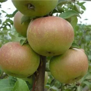 Penerangan mengenai Apple Tree Verbal dan ciri-ciri utama kebaikan dan keburukannya, hasil