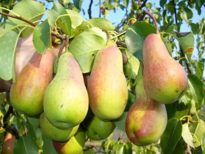 Pear Russian Beauty: Description of varieties and characteristics, landing, cultivation and care