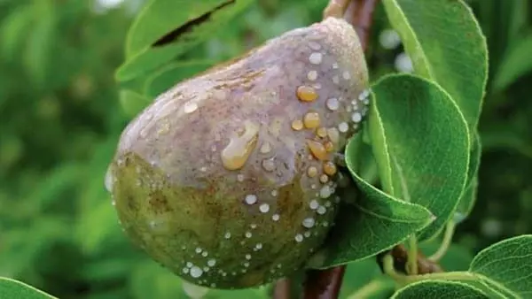 ជំងឺរបស់ Pears