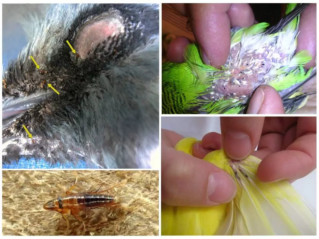 Blooka në pëllumba: A ka dhe si të heqin qafe insektet sesa të përpunohen