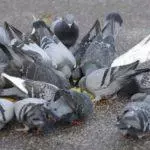 Blooka в гълъби: има ли и как да се отървете от насекомите, отколкото да обработвате 195_3