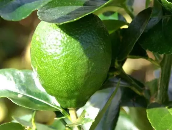 Lime variagrata