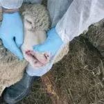 Contantagious Extim ცხვარი: Virus Pauser და სიმპტომები, ვიდრე მკურნალობა და პრევენცია 1996_4