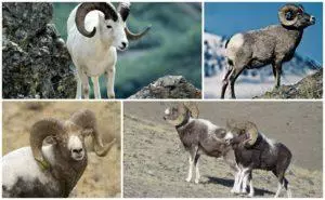 Priskribo de Altai Mountain Rams kaj detala informo pri la formo, reproduktado