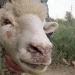 Cantantagious extim sheep: virus pauser at sintomas kaysa sa paggamot at pag-iwas 1996_7