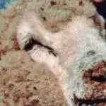Cừu Extimiot Extimious: Virus Pauser và Triệu chứng hơn là điều trị và phòng ngừa 1996_8