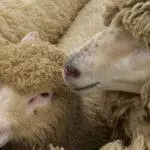 ContAgious Extim ոչխարներ. Վիրուս Pauser- ը եւ ախտանիշները, քան բուժել եւ կանխել 1996_9