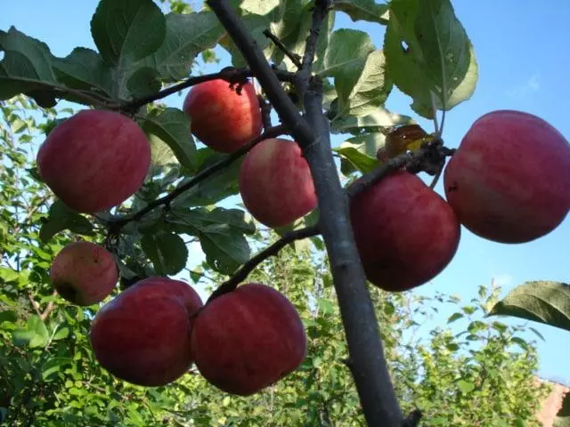 ვაშლის ხე Gorny.