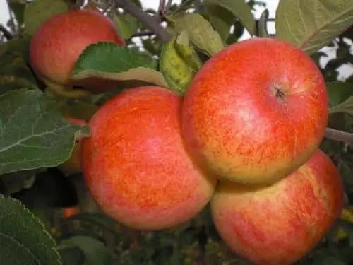 Jabłoni Gorny.