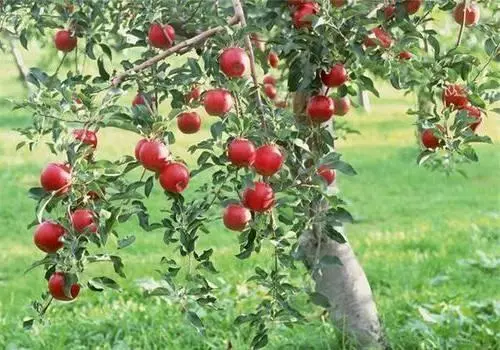 Jabłoni Gorny.