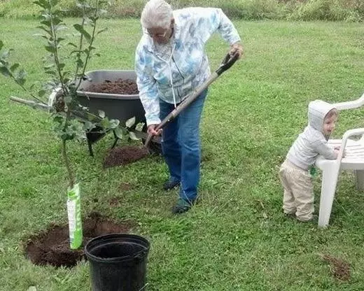 ပန်းသီးစိုက်ပျိုးခြင်း
