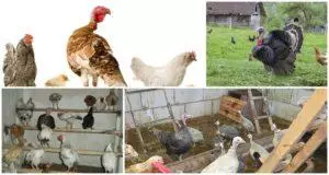 Cara berisi broiler dan kalkun dengan benar dan apakah mungkin