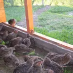 Përmbajtja e quails në vend: kujdes dhe mbarështim, në detaje për fillestarët 2028_7