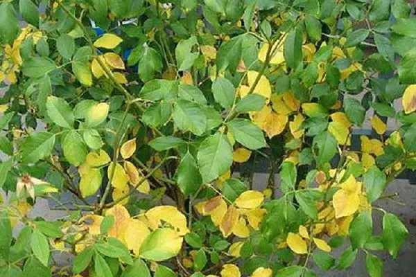 żółte liście