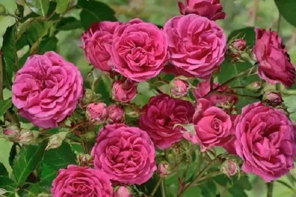 Lulëzuar rosa