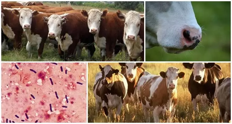 Емсематозен carbuncon: предизвикувачки агент и симптоми на Емара, третман на говеда