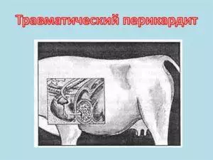 Symptome einer traumatischen Perikarditis und warum es entsteht, Behandlung von Rindern