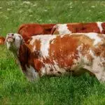 Carbuncoon enfisémico: agente causal y síntomas de Emkara, tratamiento del ganado 2039_4