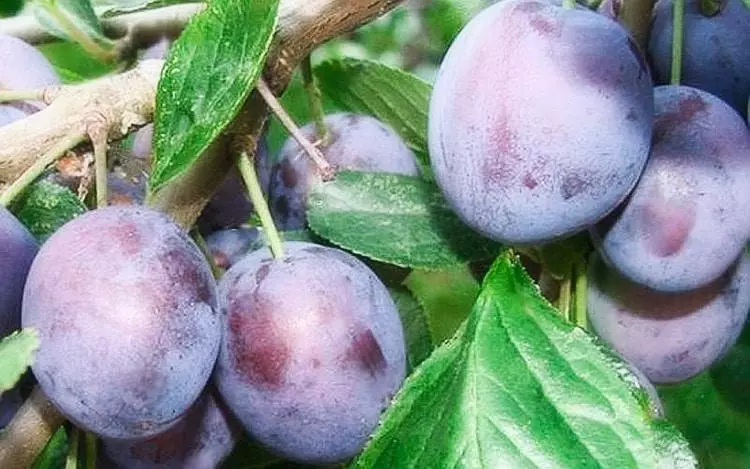 Growing plum